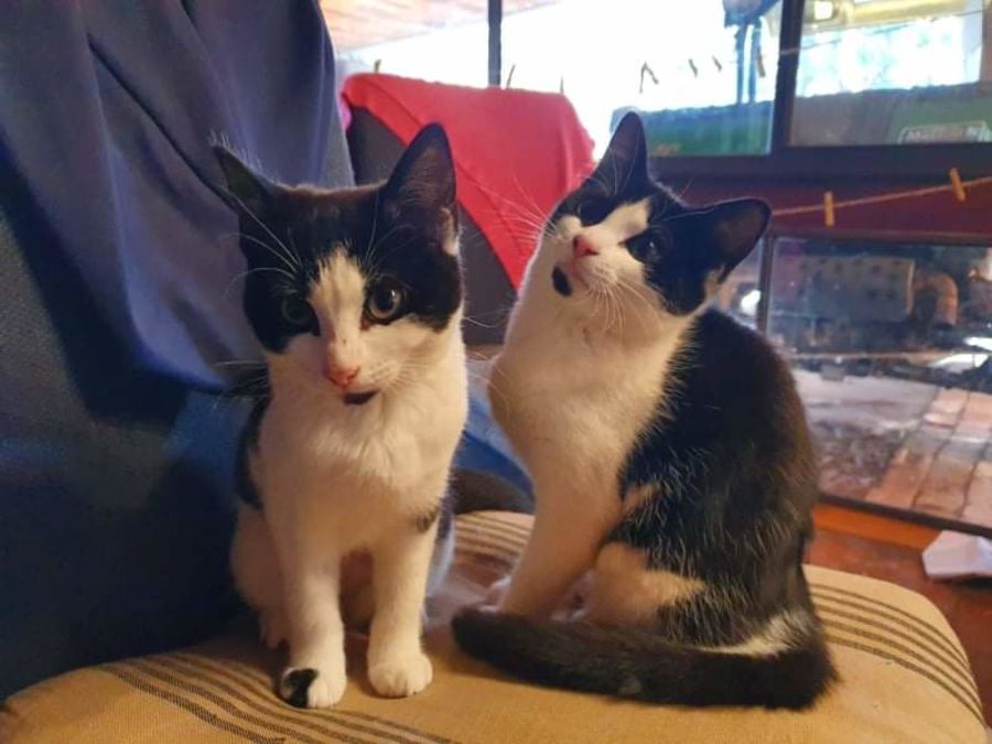 Oreo and Felix - Female Domestic Short Hair Cat in VIC - PetRescue