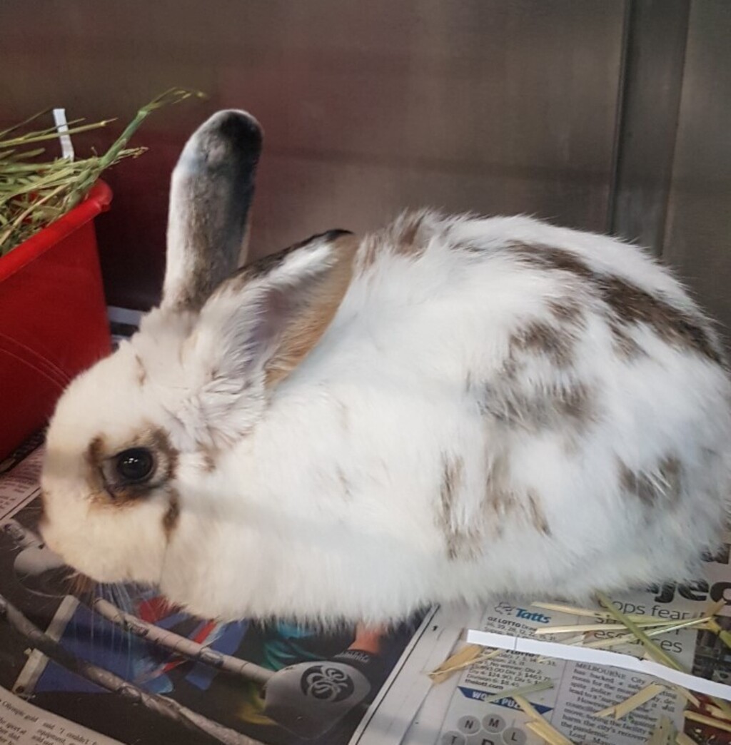 Lime - Female Rabbit Unspecified Rabbit in VIC - PetRescue