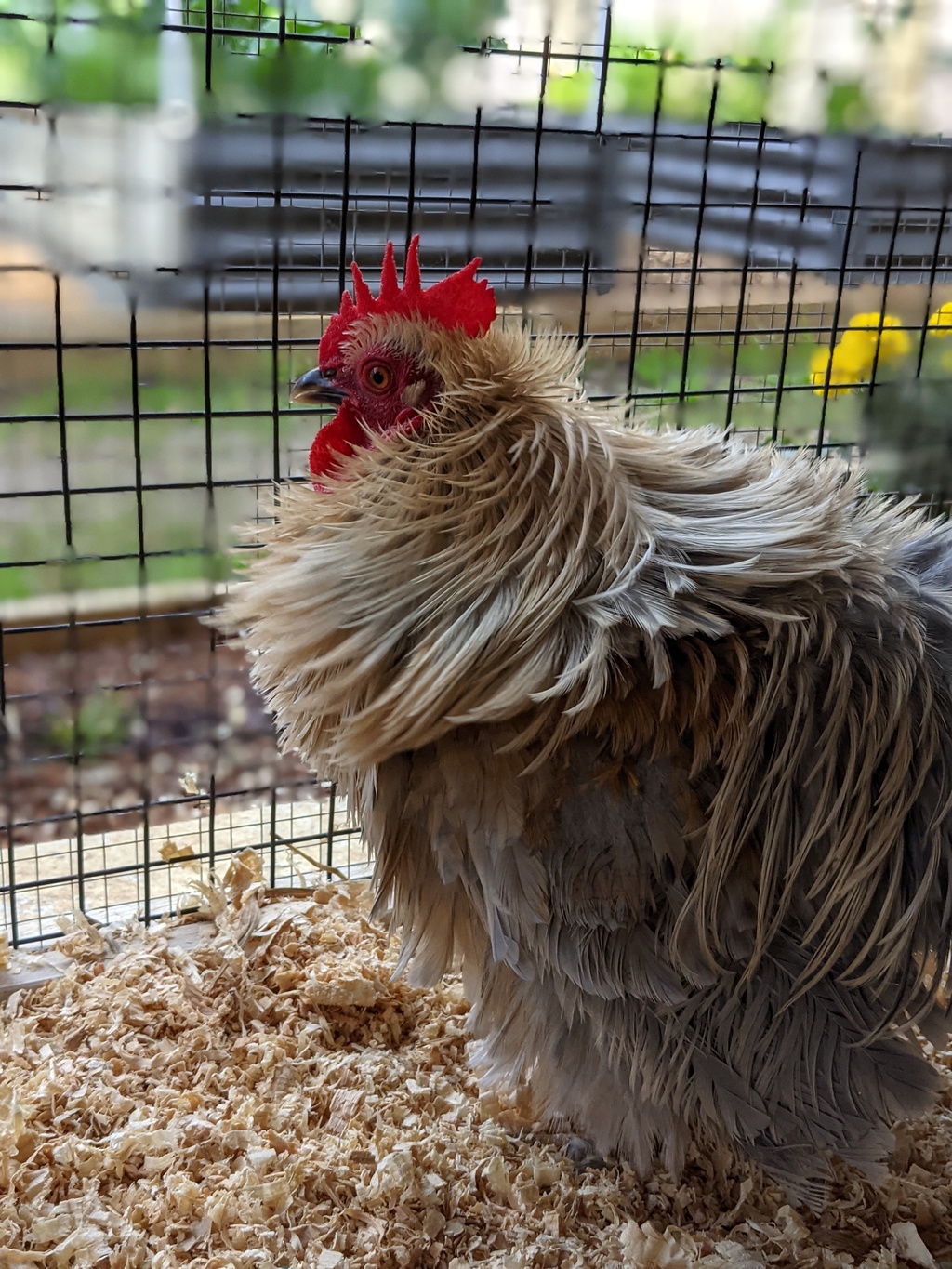 Hopper - Male Bantam x Rooster Mix Fowl in NSW - PetRescue