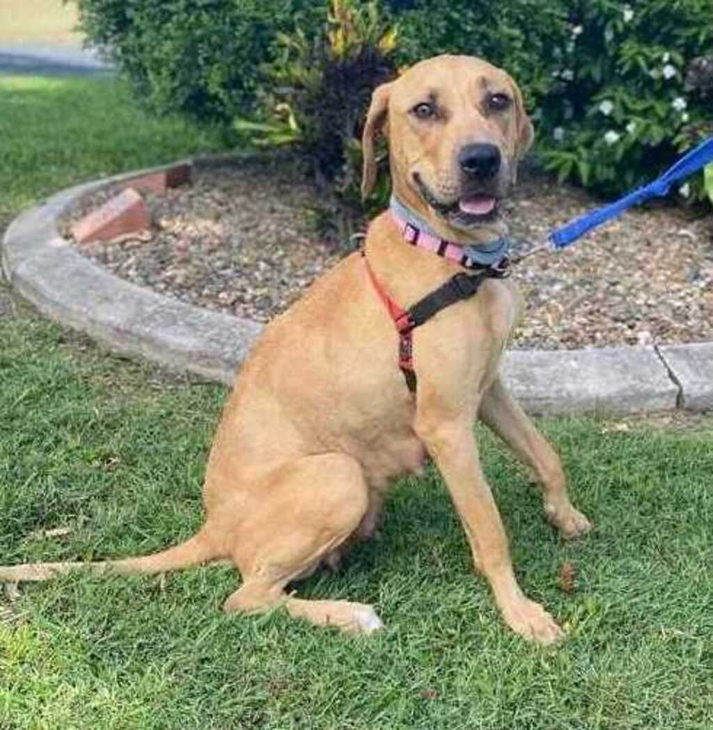 Willow - Large Female Rhodesian Ridgeback x Weimaraner Mix Dog in QLD ...