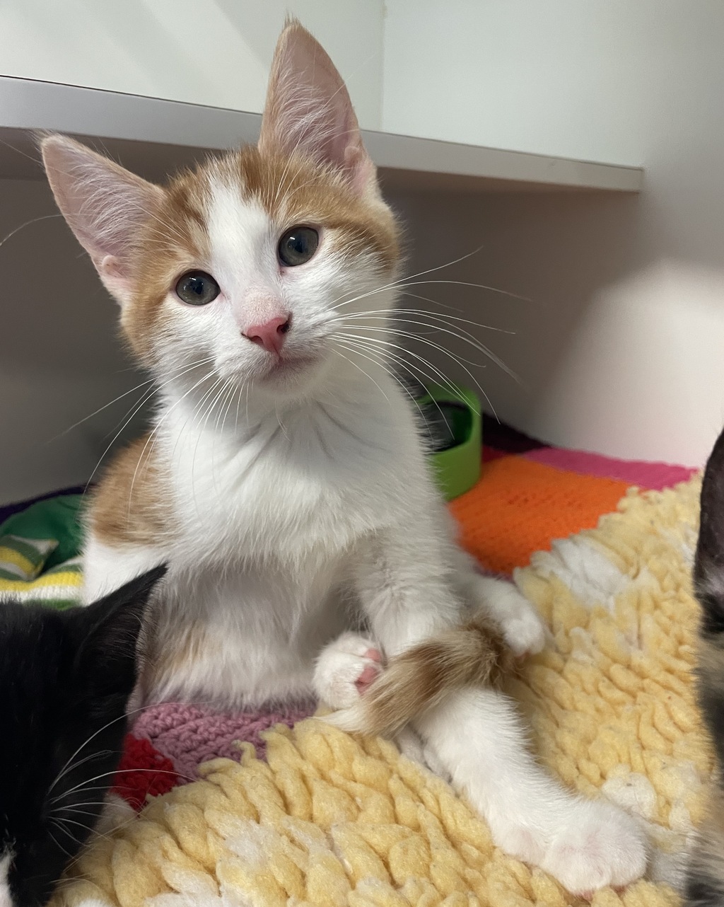 Lychee - Male Dsh Mix Cat in WA - PetRescue