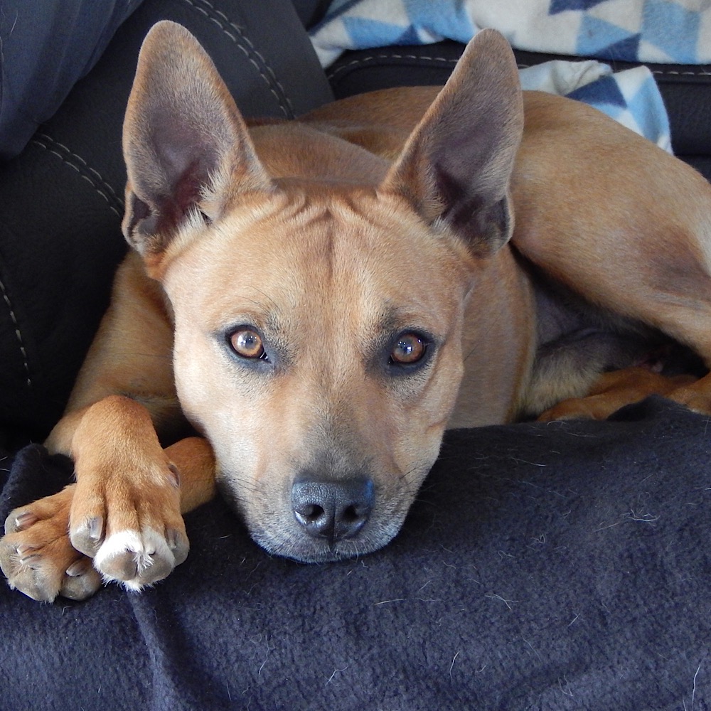 Rusty - Medium Male Mixed Breed Dog in WA - PetRescue