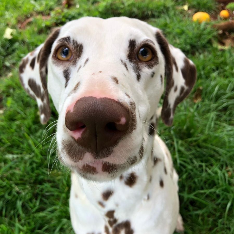 Margot - Large Female Dalmatian Dog in NSW - PetRescue