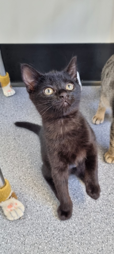 Zeek - Male Domestic Short Hair Cat in TAS - PetRescue