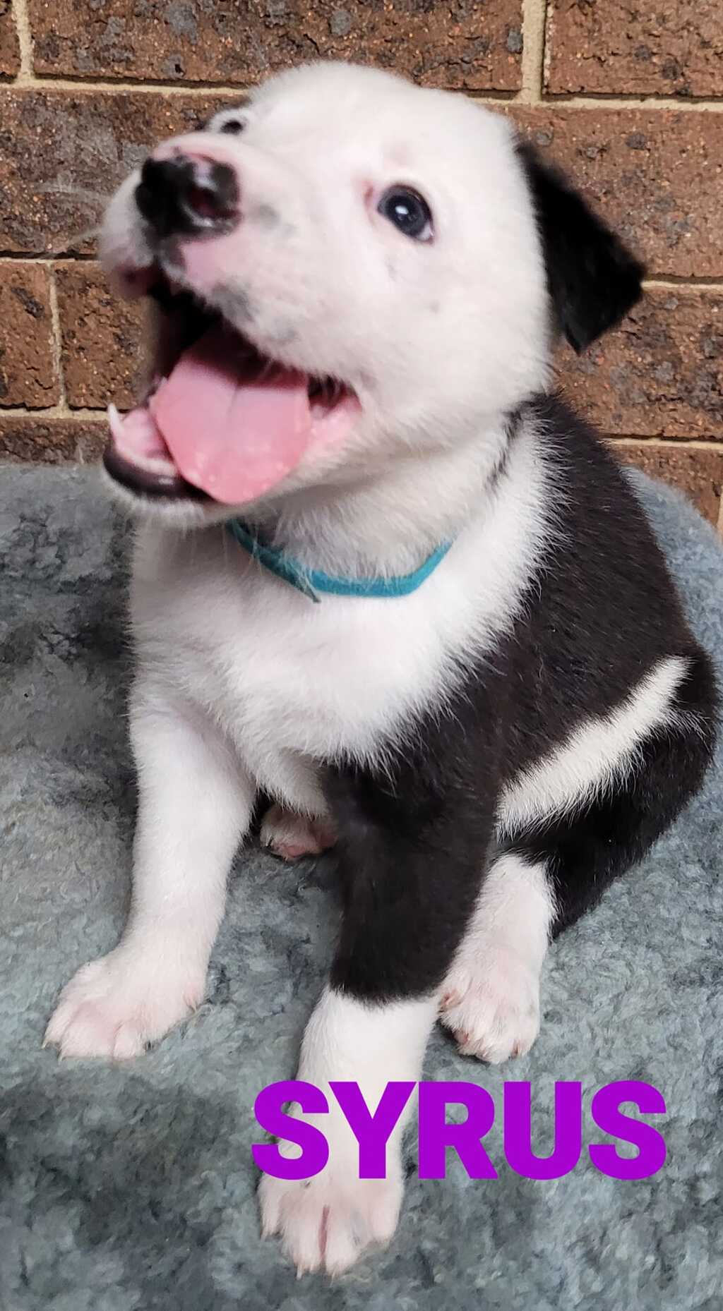 Syrus - Medium Male Medium Cross Breed Mix Dog in NSW - PetRescue