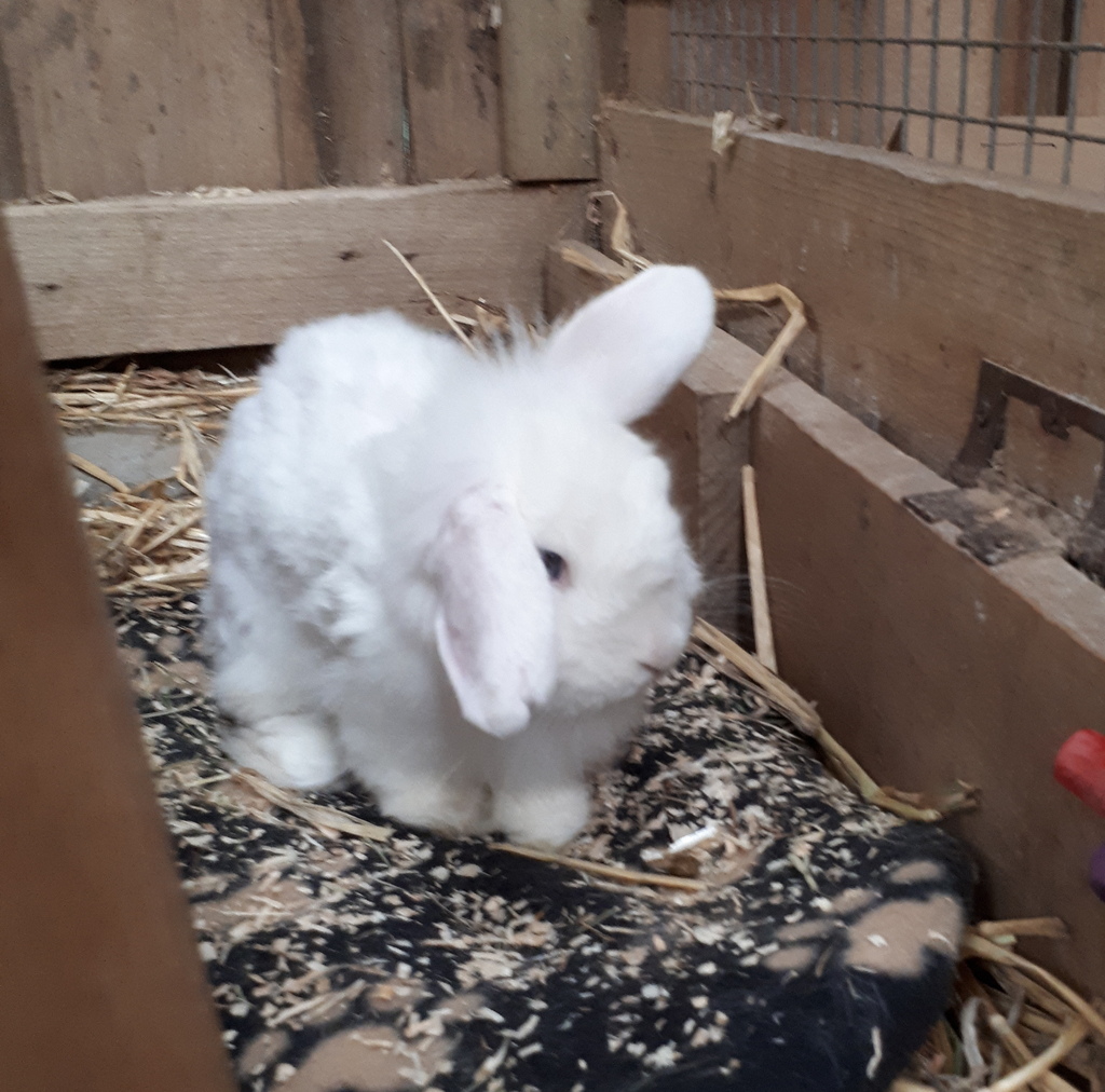 Plum - Female Cashmere Mini Lop Rabbit in VIC - PetRescue