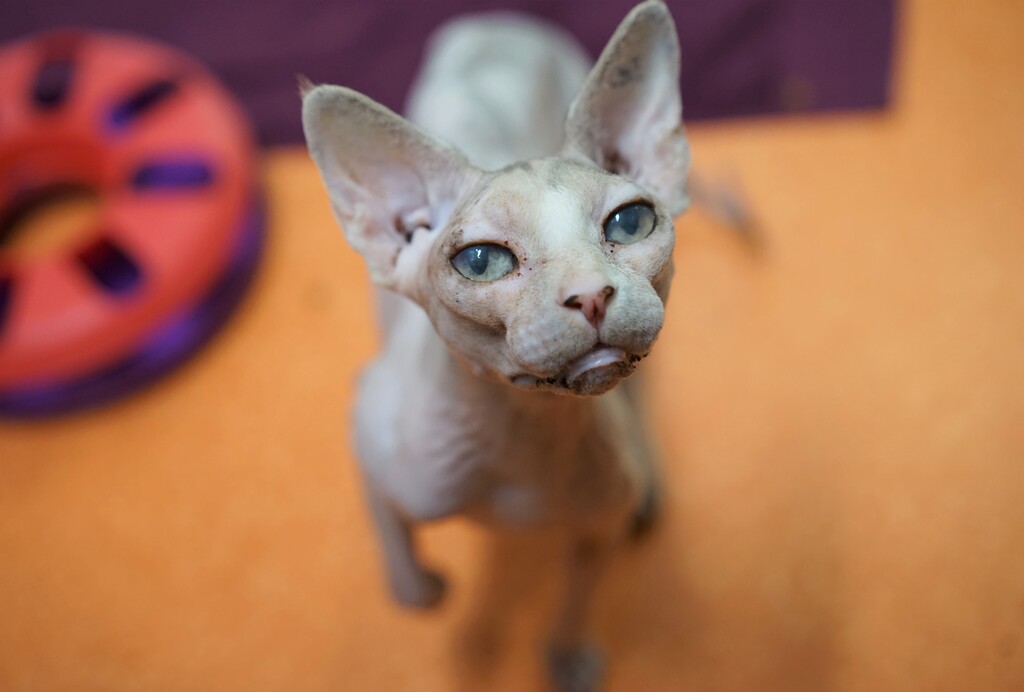 Chanel - Female Sphynx Mix Cat in QLD - PetRescue