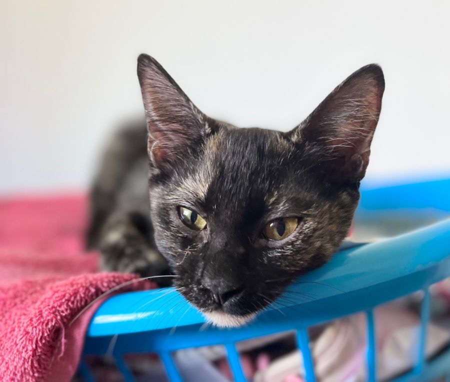 Antarctica - Female Domestic Short Hair Cat in QLD - PetRescue