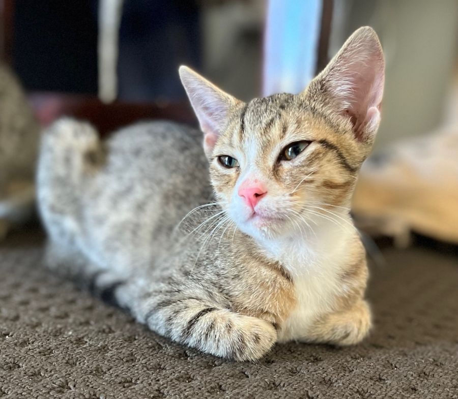 Small Paws Animal Rescue QLD - PetRescue