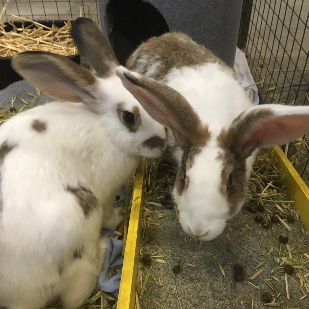 George - Male Flemish Giant x Rabbit Unspecified Mix Rabbit in VIC ...