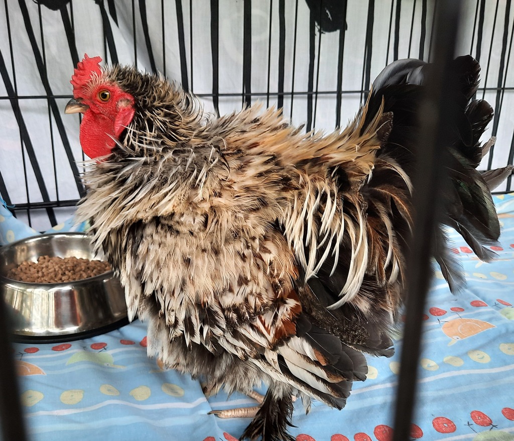 Anoki - Male Bantam Rooster Frizzle Mix Fowl in QLD - PetRescue