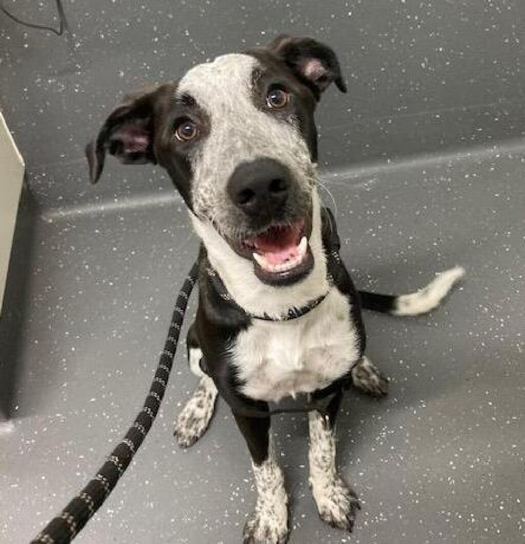 Ruby - Medium Female Australian Cattle Dog x Pointer Mix Dog in QLD ...