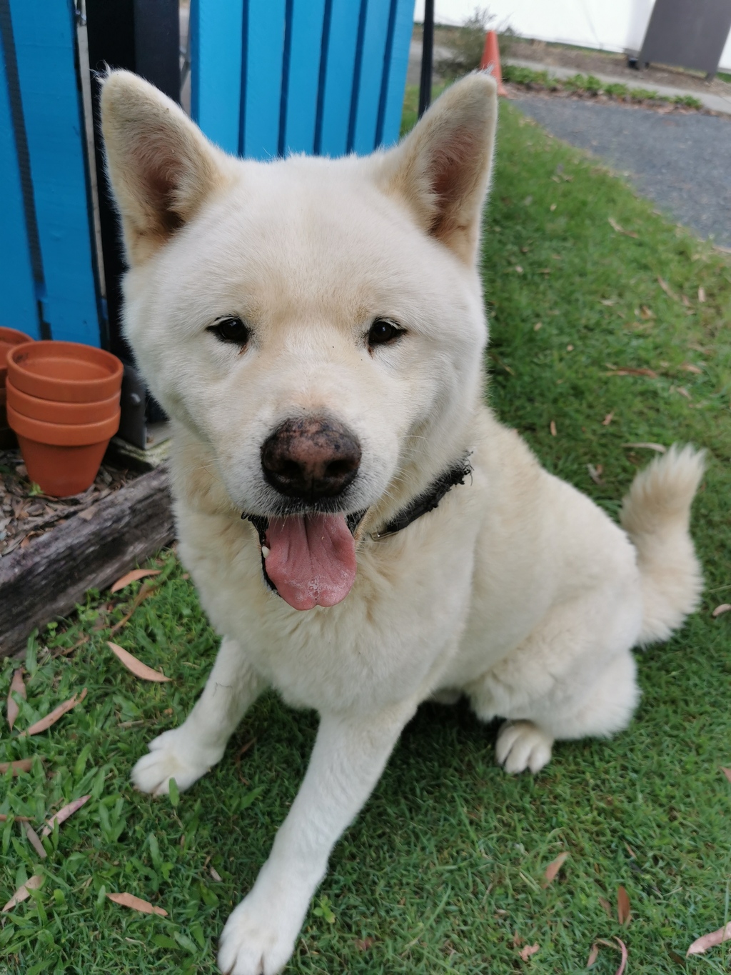 Cadet - Large Male Akita Mix Dog in QLD - PetRescue