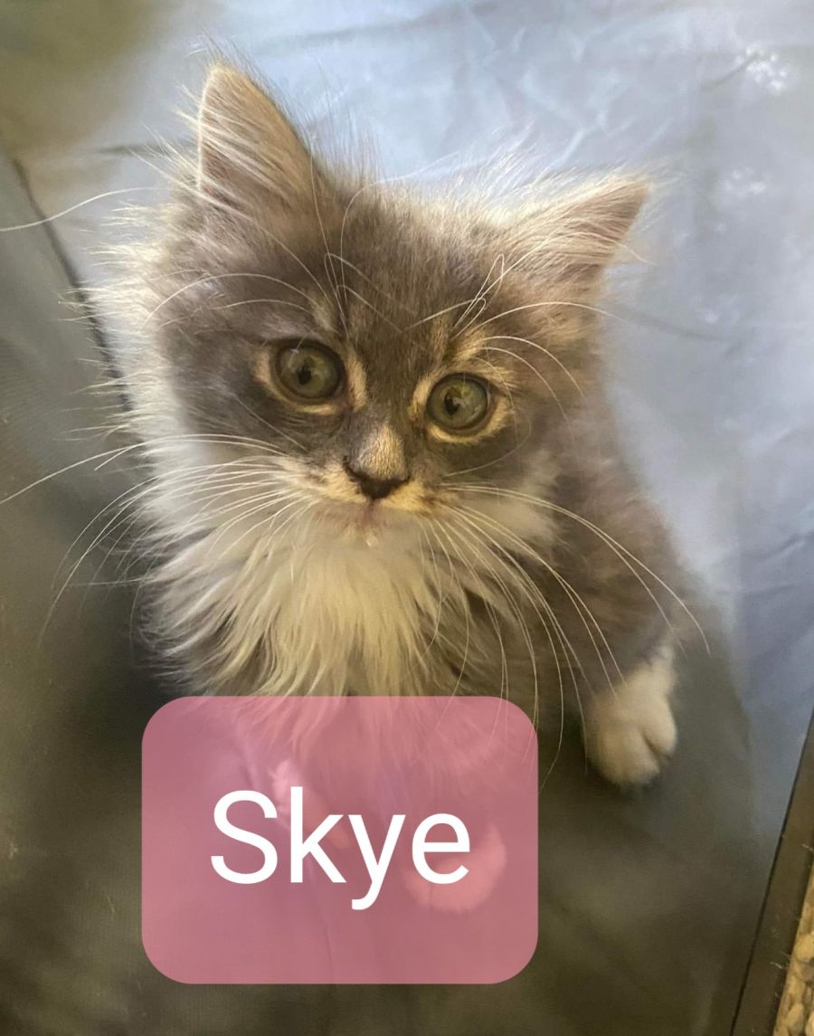Skye - Female Ragdoll x Russian Blue Mix Cat in NSW - PetRescue