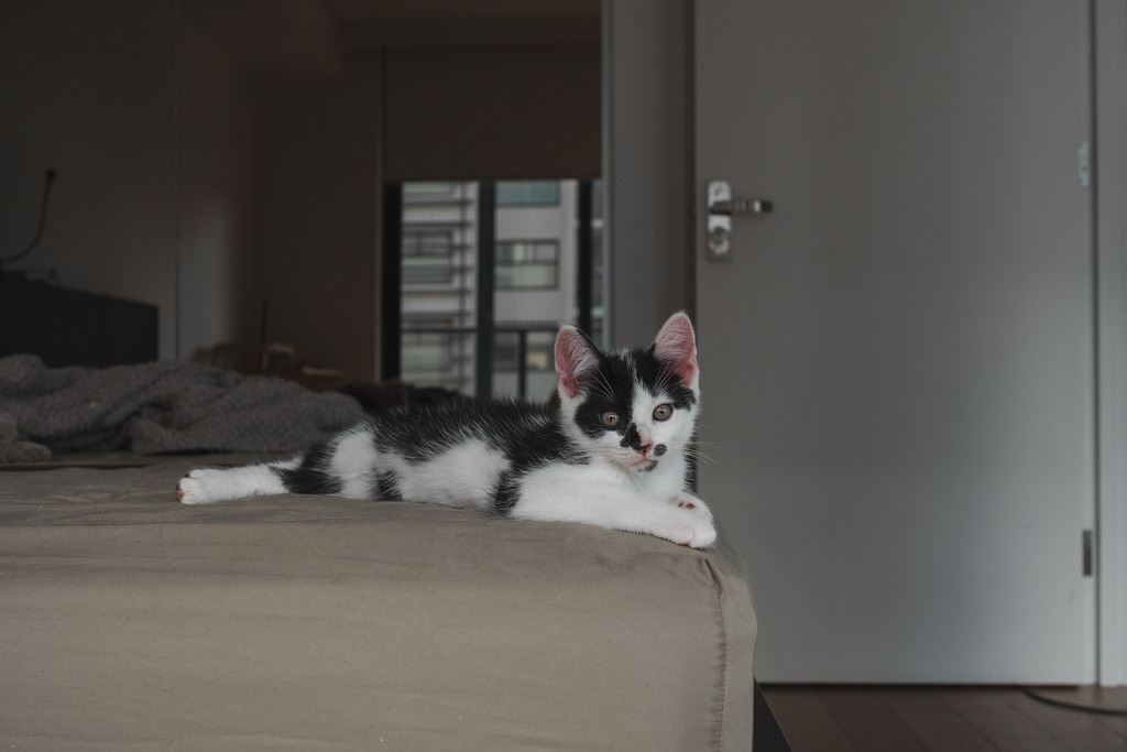 Holstein - Male Domestic Medium Hair Mix Cat in NSW - PetRescue