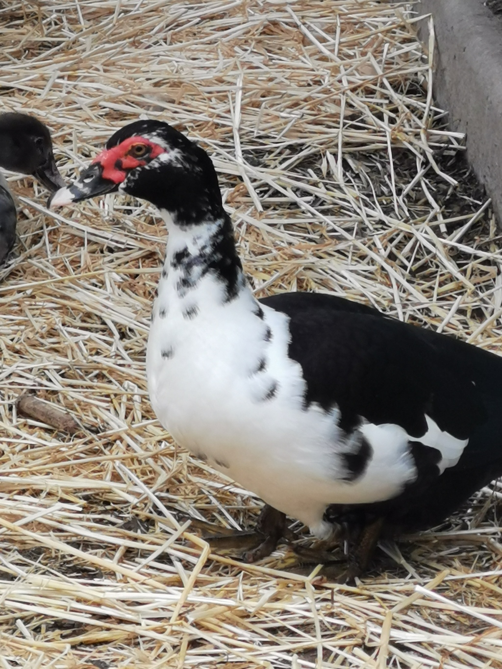 Daisy - Female Duck Muscovy Mix Fowl in QLD - PetRescue