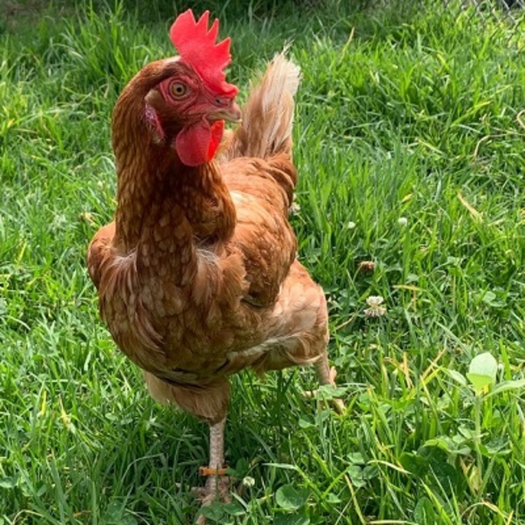 April - Female Chicken Isa Brown Fowl in VIC - PetRescue