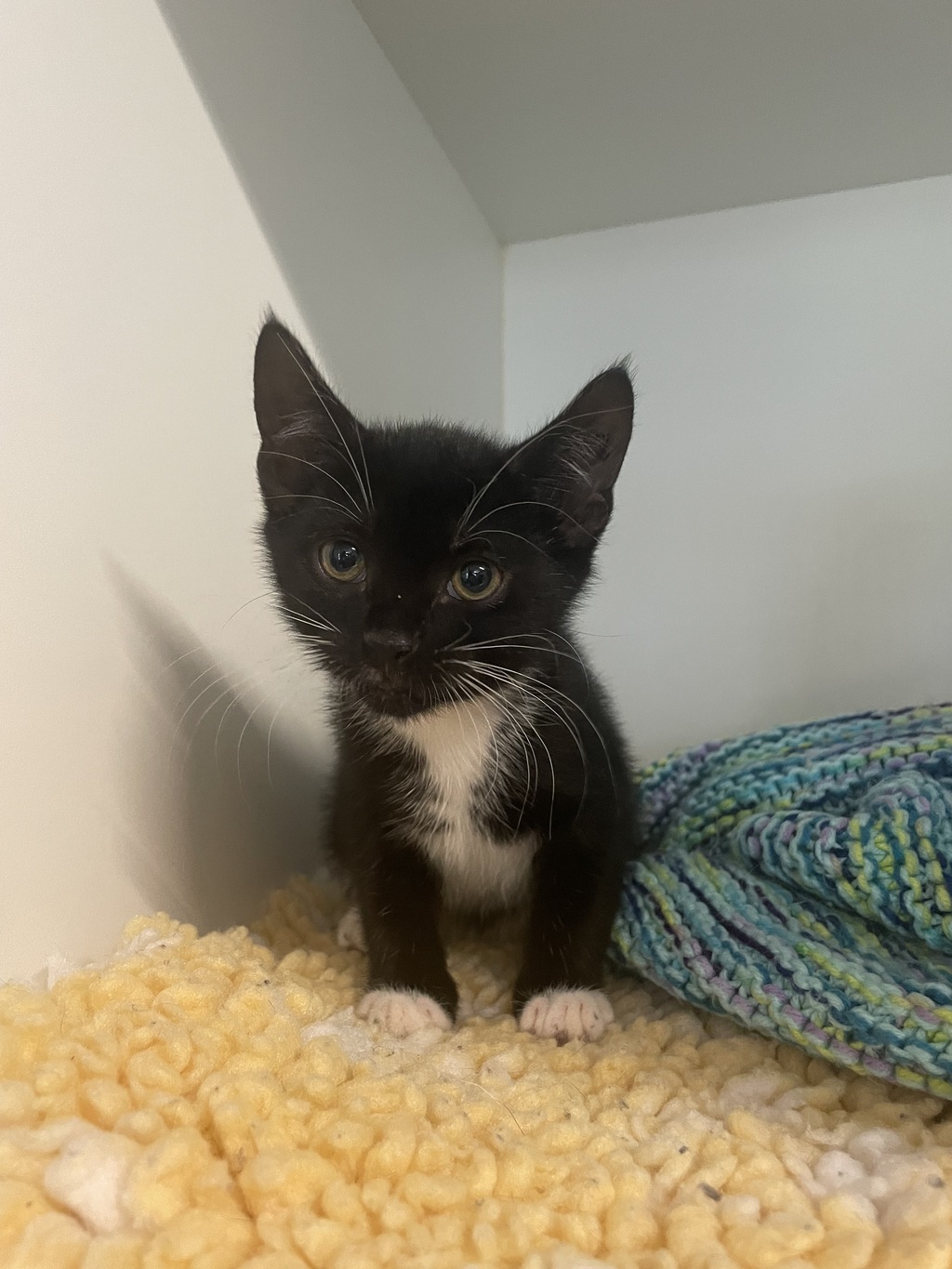 Musket - Male Dsh Mix Cat in WA - PetRescue