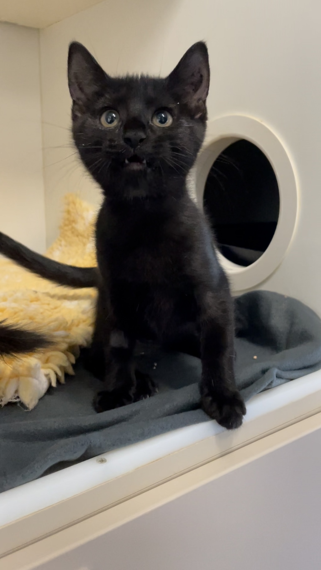 John Finlay - Female Dsh Mix Cat in WA - PetRescue