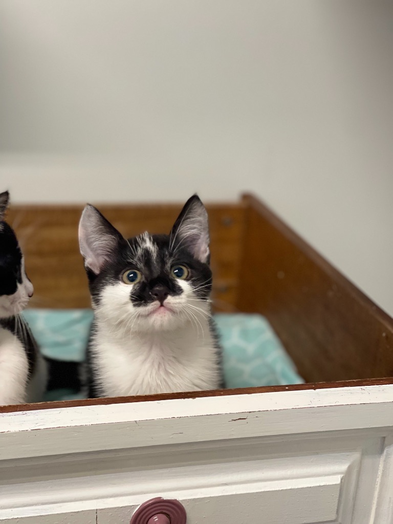 Culhane - Male Domestic Short Hair Cat in TAS - PetRescue