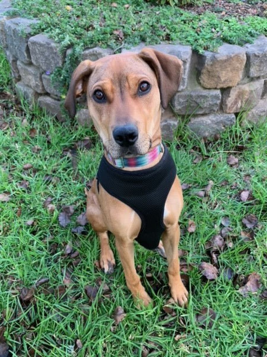 Home2Home Owner Testimonials - PetRescue