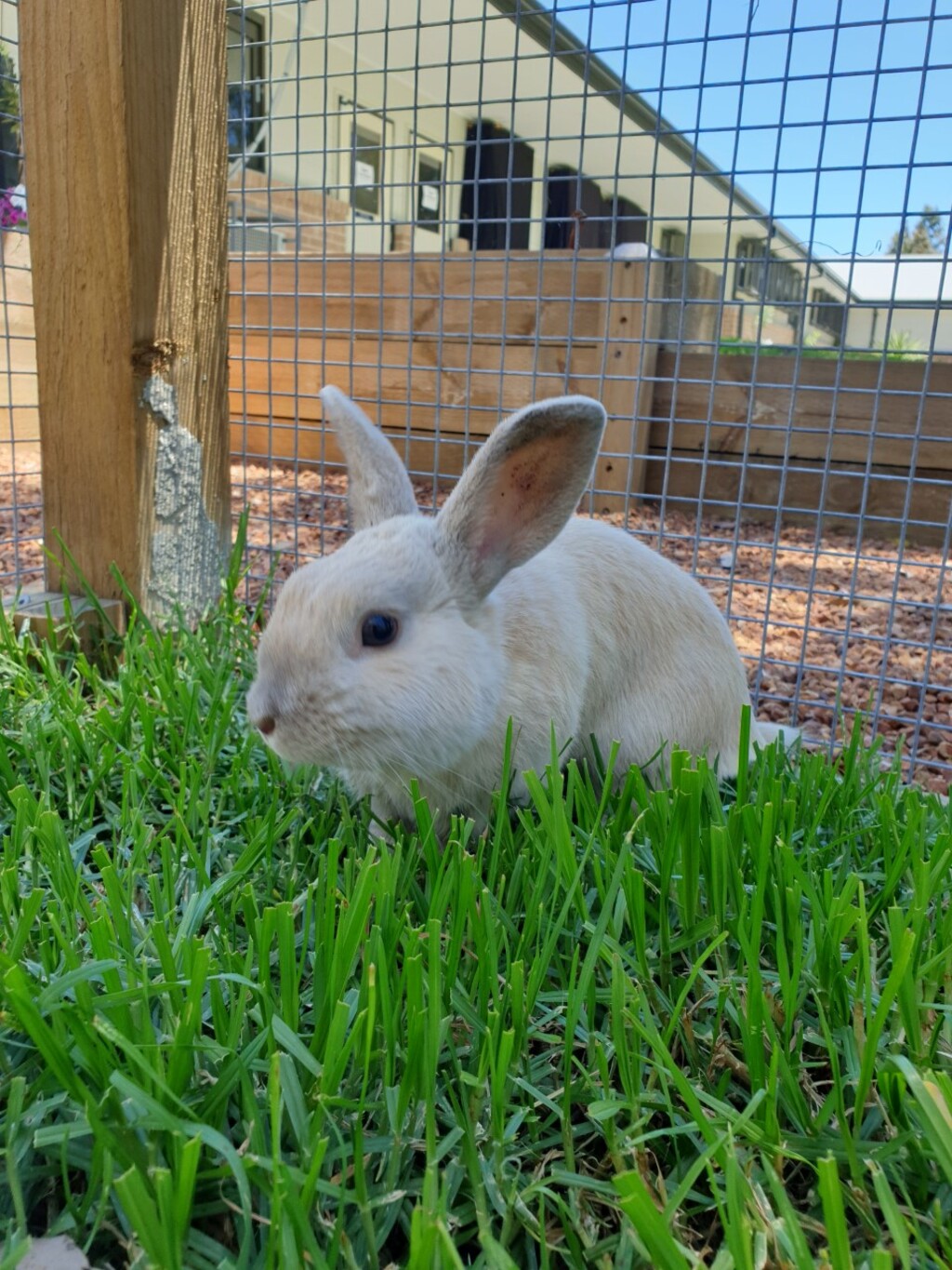 Peter Rabbit - Male Bunny Rabbit Mix Rabbit in NSW - PetRescue