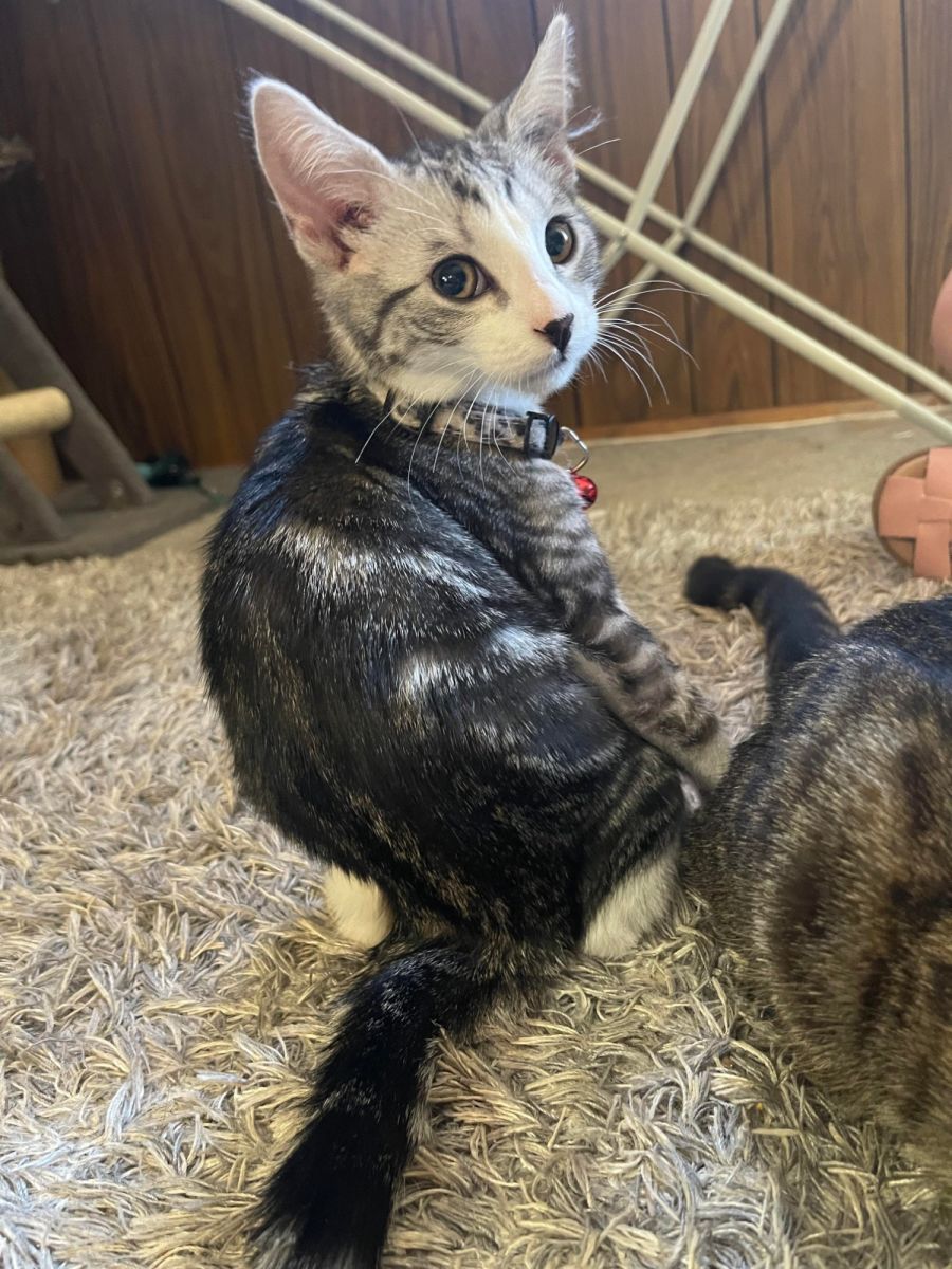 Nashi - Female Domestic Short Hair Cat in VIC - PetRescue