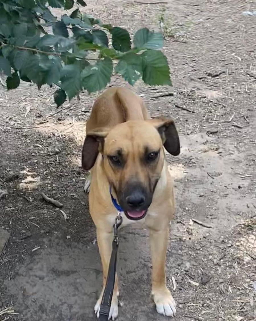 Ellie - Large Female Rhodesian Ridgeback Dog in NSW - PetRescue
