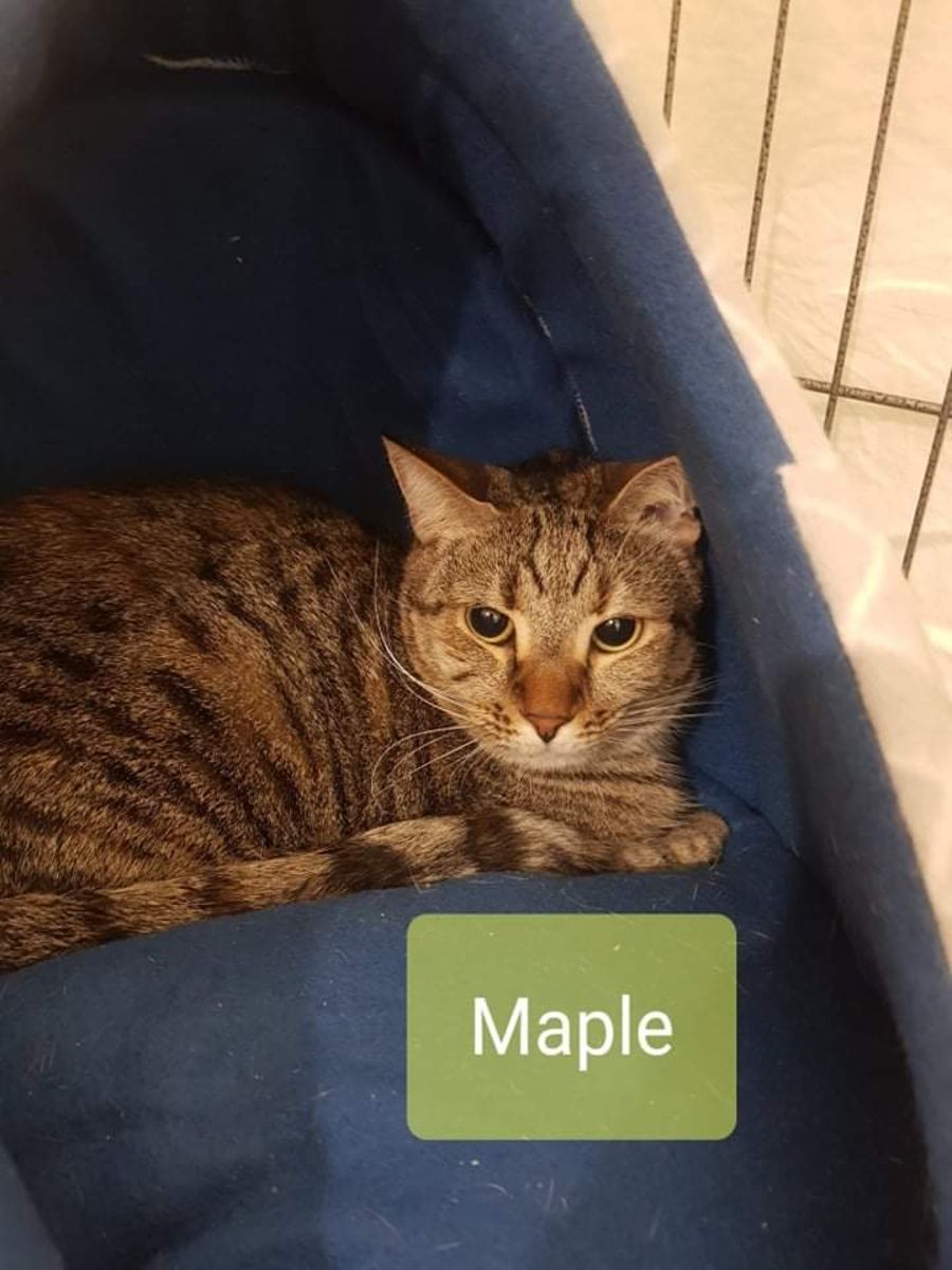 Helping Paws Adoption Program - PetRescue