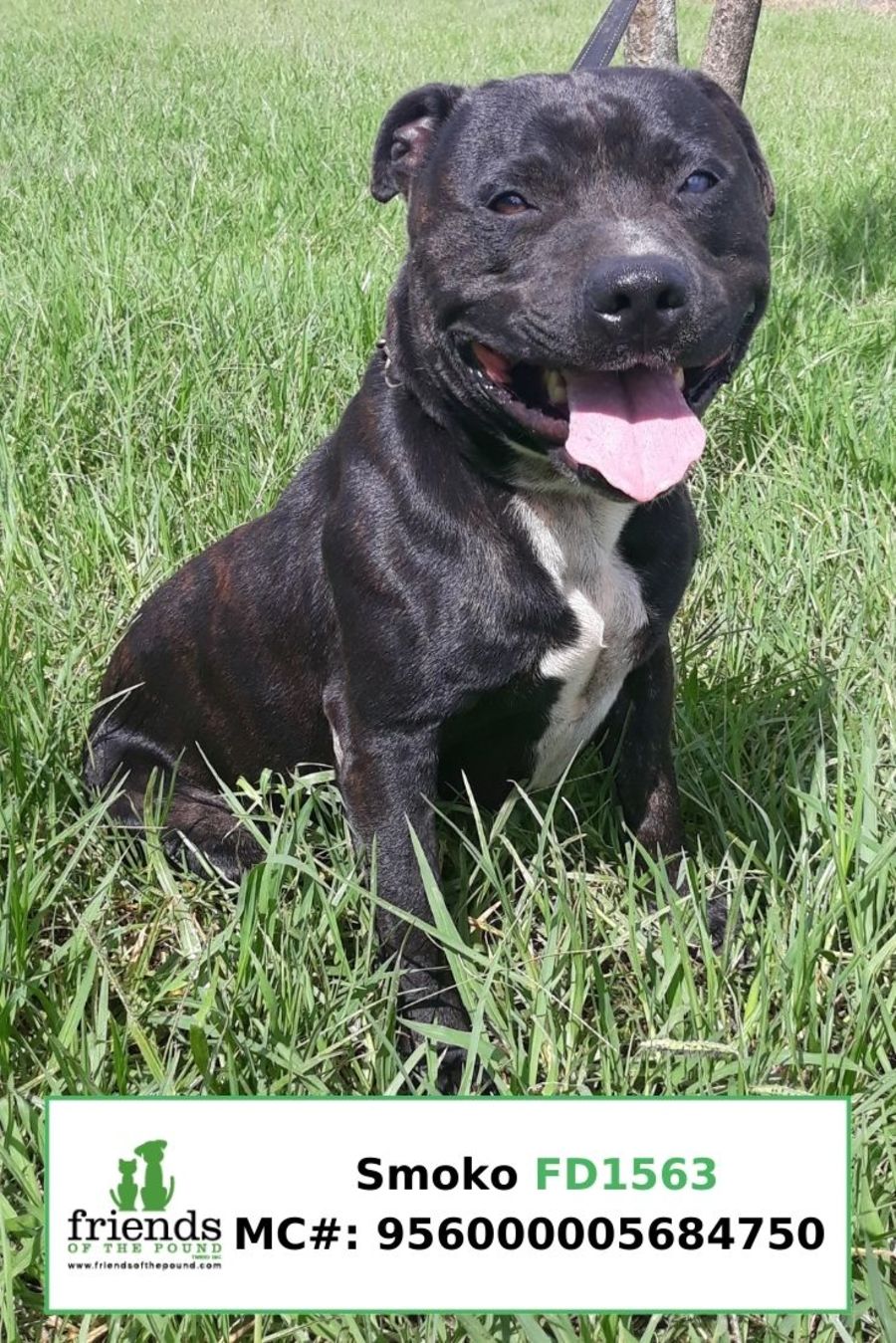 Smoko - Medium Male Staffordshire Bull Terrier Dog in NSW - PetRescue