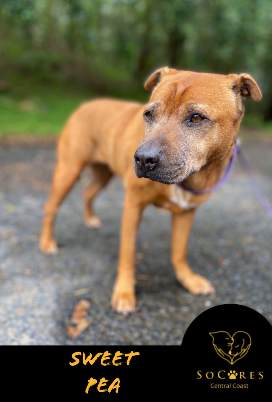 Sweet Pea - Medium Female Shar-Pei Mix Dog in NSW - PetRescue