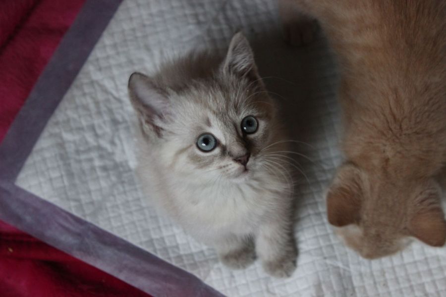 Maybelle - Female Manx Cat in QLD - PetRescue