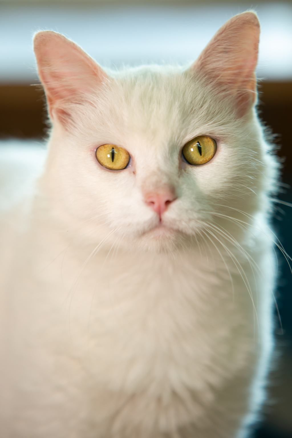 Elsa - Female Turkish Van x Angora Cat Mix Cat in QLD - PetRescue