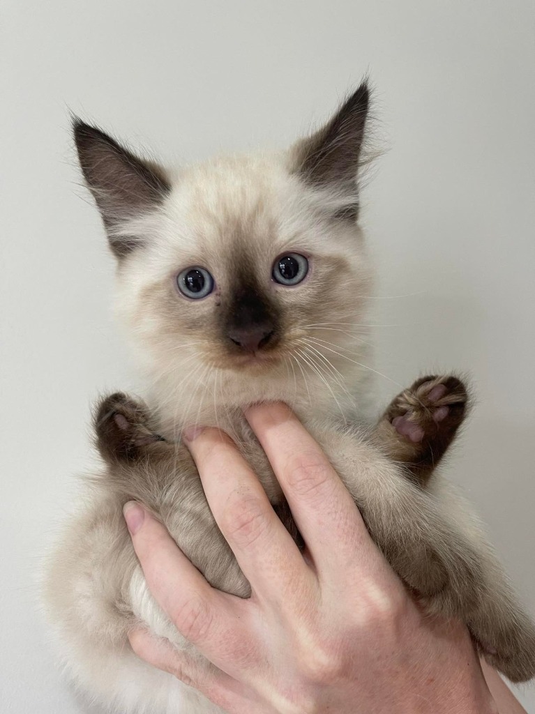 Cinnamon - Male Cornish Rex x Domestic Medium Hair Mix Cat in QLD ...
