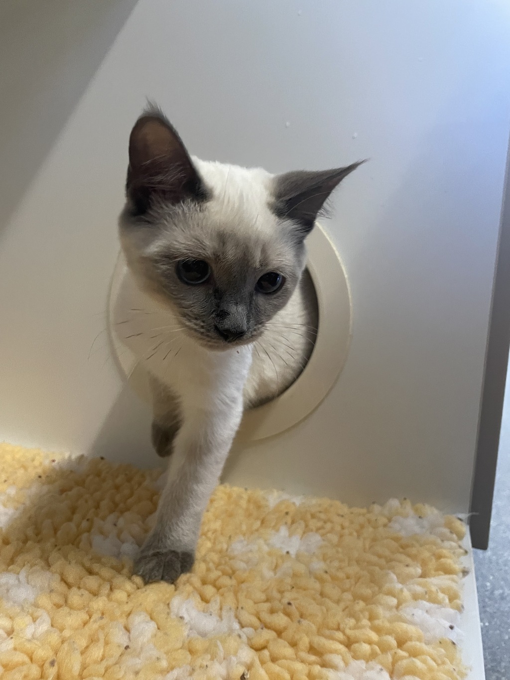 Pasha - Female Dsh Mix Cat in WA - PetRescue