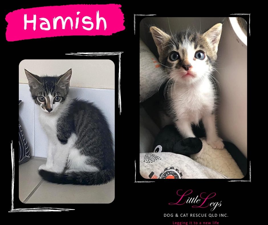 Hamish - Male Domestic Short Hair Cat in QLD - PetRescue