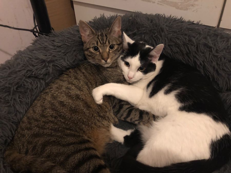 Moo (bonded with Simba) - Female Domestic Short Hair Cat in NSW - PetRescue