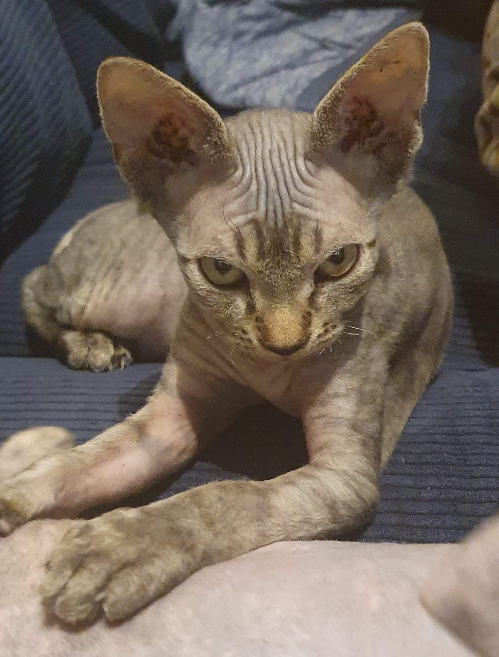 Slinky Malinky - Male Sphynx Mix Cat in QLD - PetRescue