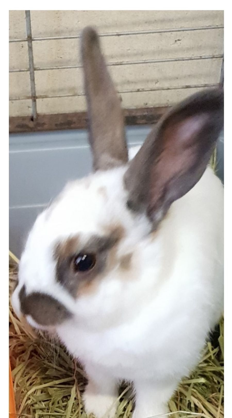 Svetlana - Female Rabbit in NSW - PetRescue