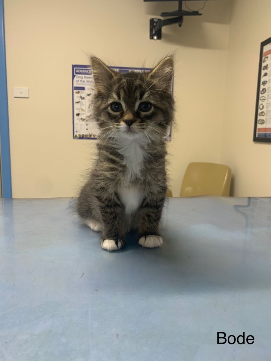 Bode - Male Domestic Medium Hair Mix Cat in SA - PetRescue