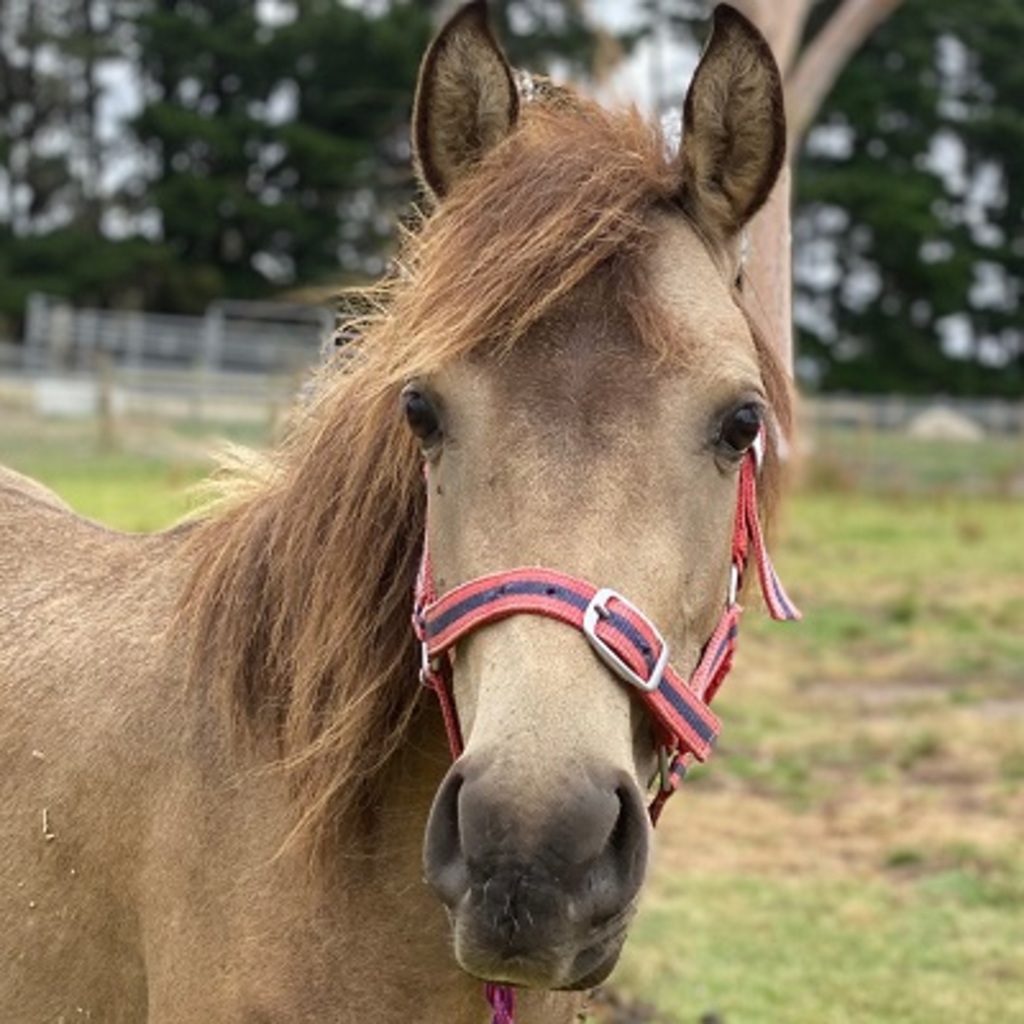 Sully - Male Aust. Riding Pony Mix Horse in VIC - PetRescue