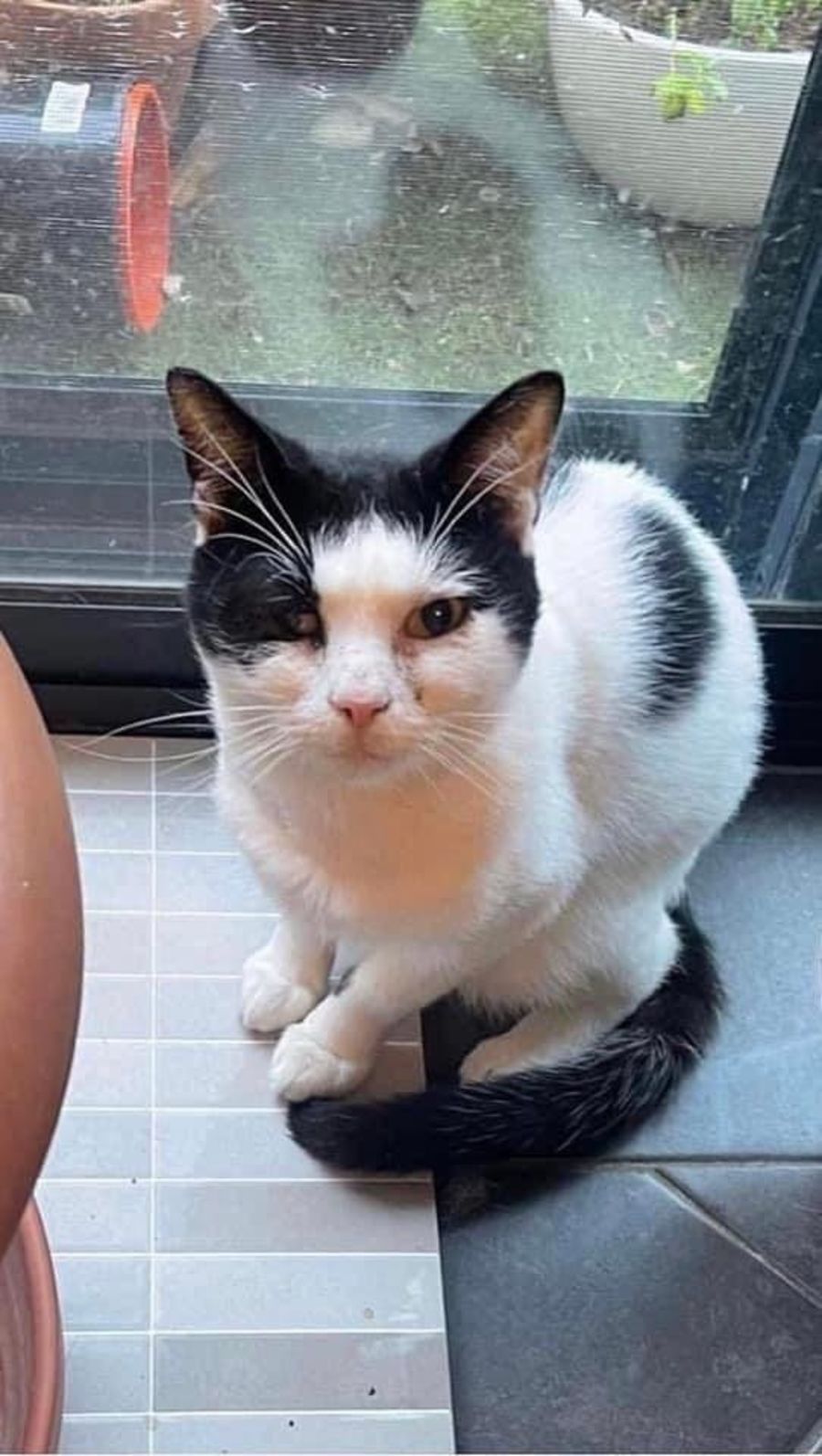 Perth Rescue Angels - PetRescue