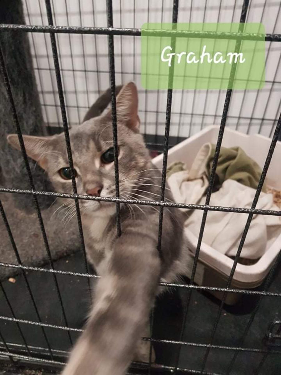 Helping Paws Adoption Program - PetRescue