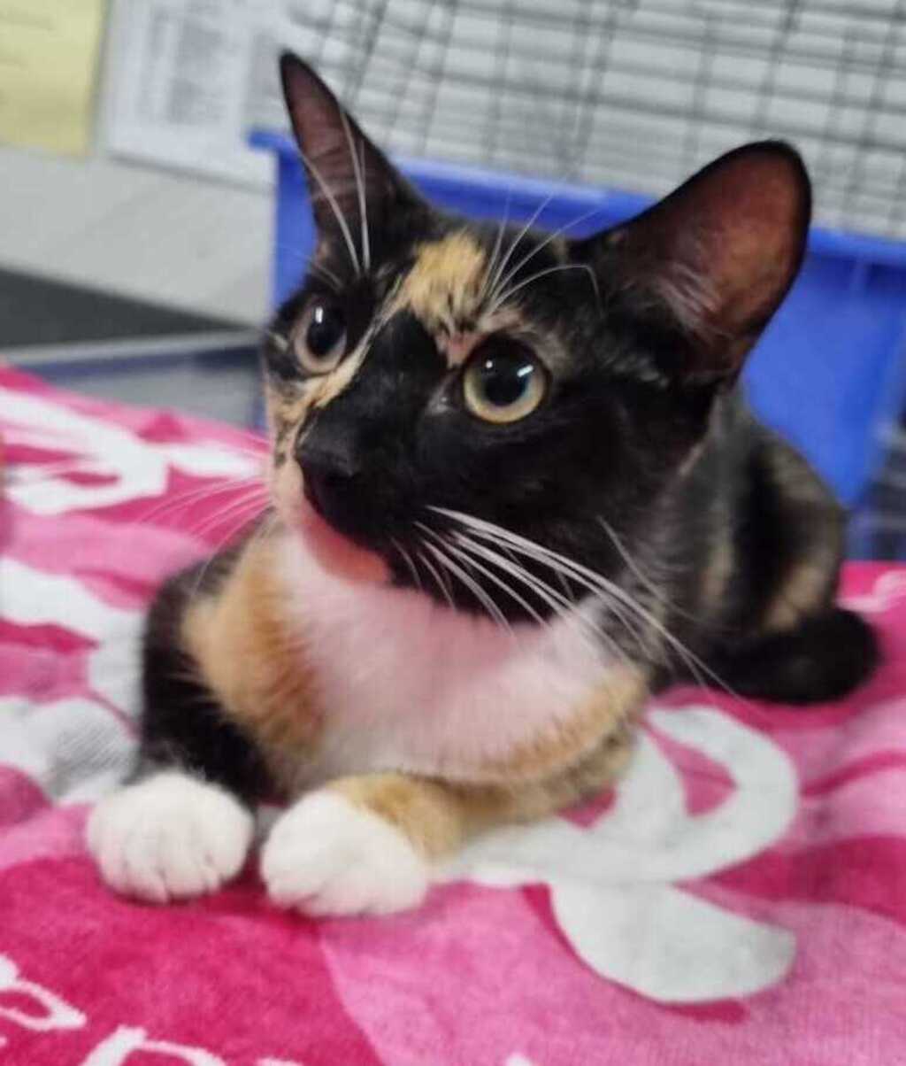 Sushi - Female Siamese Mix Cat in QLD - PetRescue