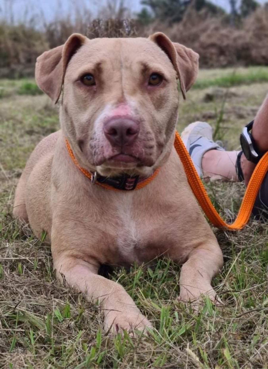 Lexi - Medium Female Staffy Dog in NSW - PetRescue