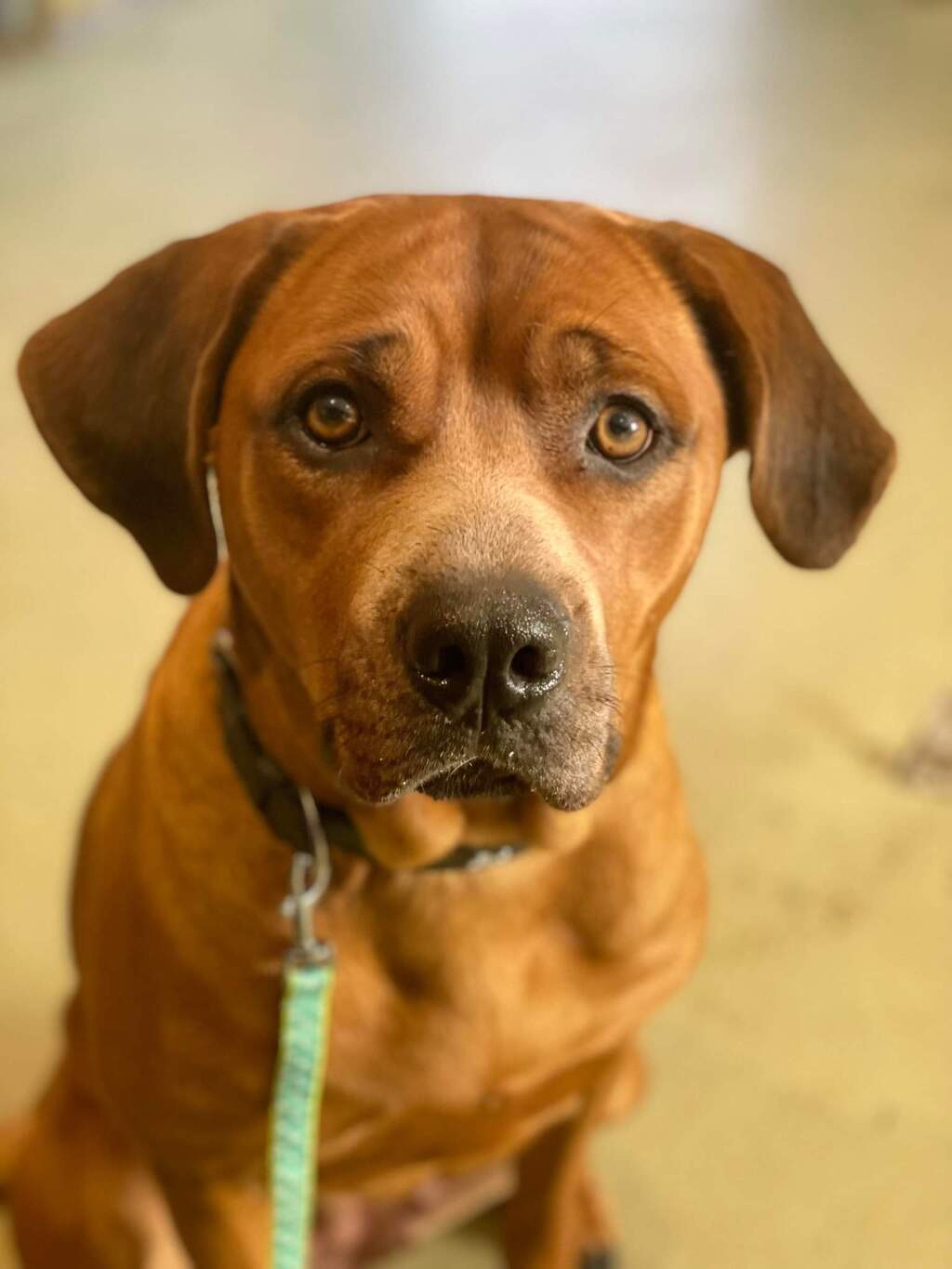 Caramel - Large Female Mastiff x Rhodesian Ridgeback Mix Dog in VIC ...