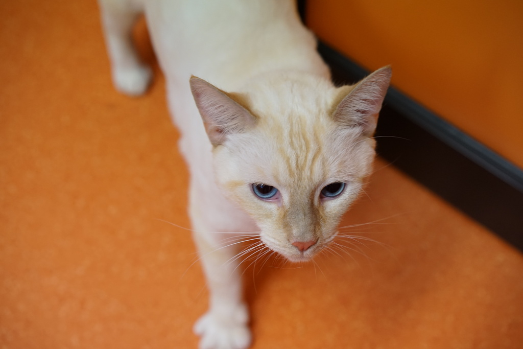 Simba - Male Layanese Mix Cat in QLD - PetRescue