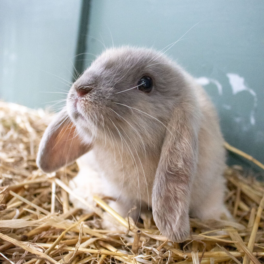 Raya - Female Lop Eared Rabbit in ACT - PetRescue