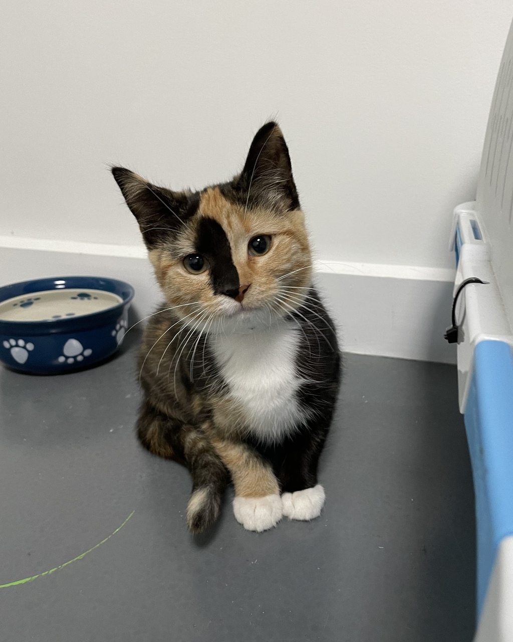 Betty - Female Dsh Mix Cat in VIC - PetRescue
