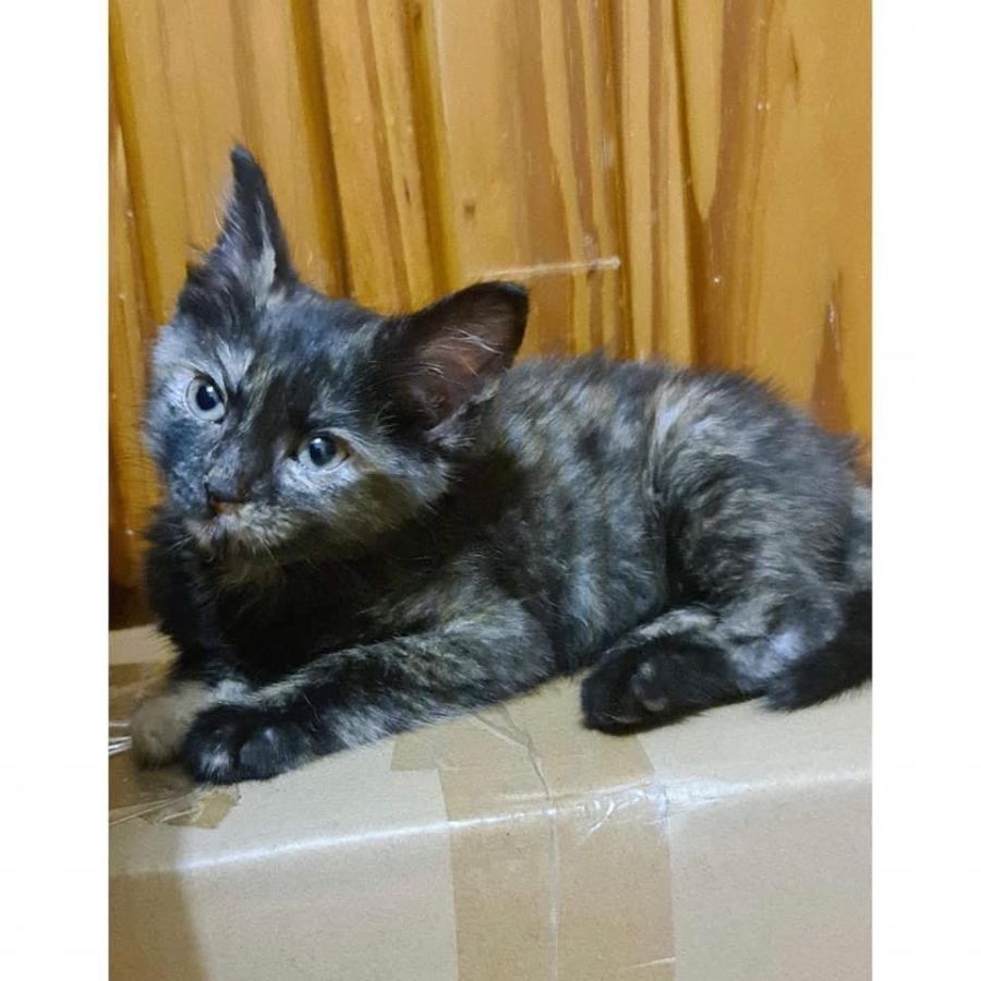 6376 - Banshee - Female Domestic Short Hair Cat in WA - PetRescue